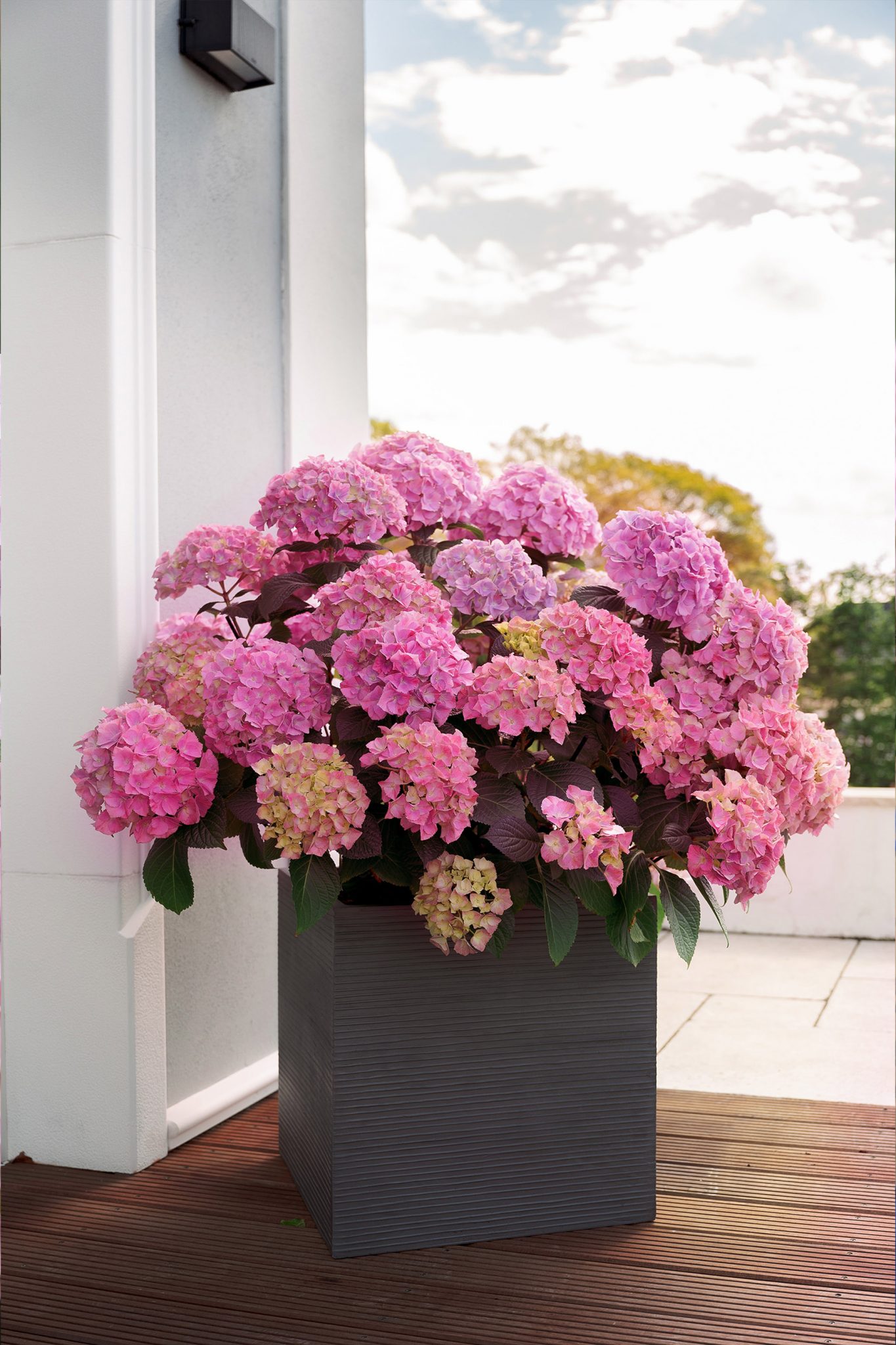 Dollybuster Hortensie – Dollybuster Hortensie